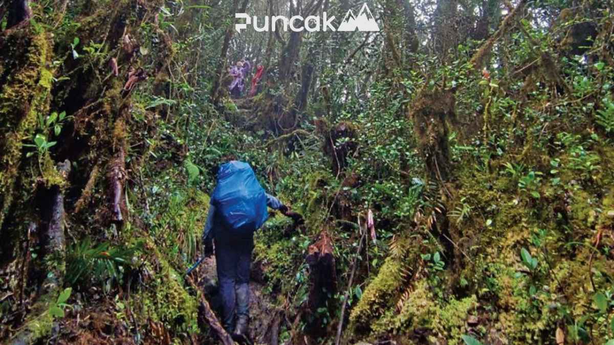 Gunung Chamah G7, Kau Berani Cuba? - Puncakgunung